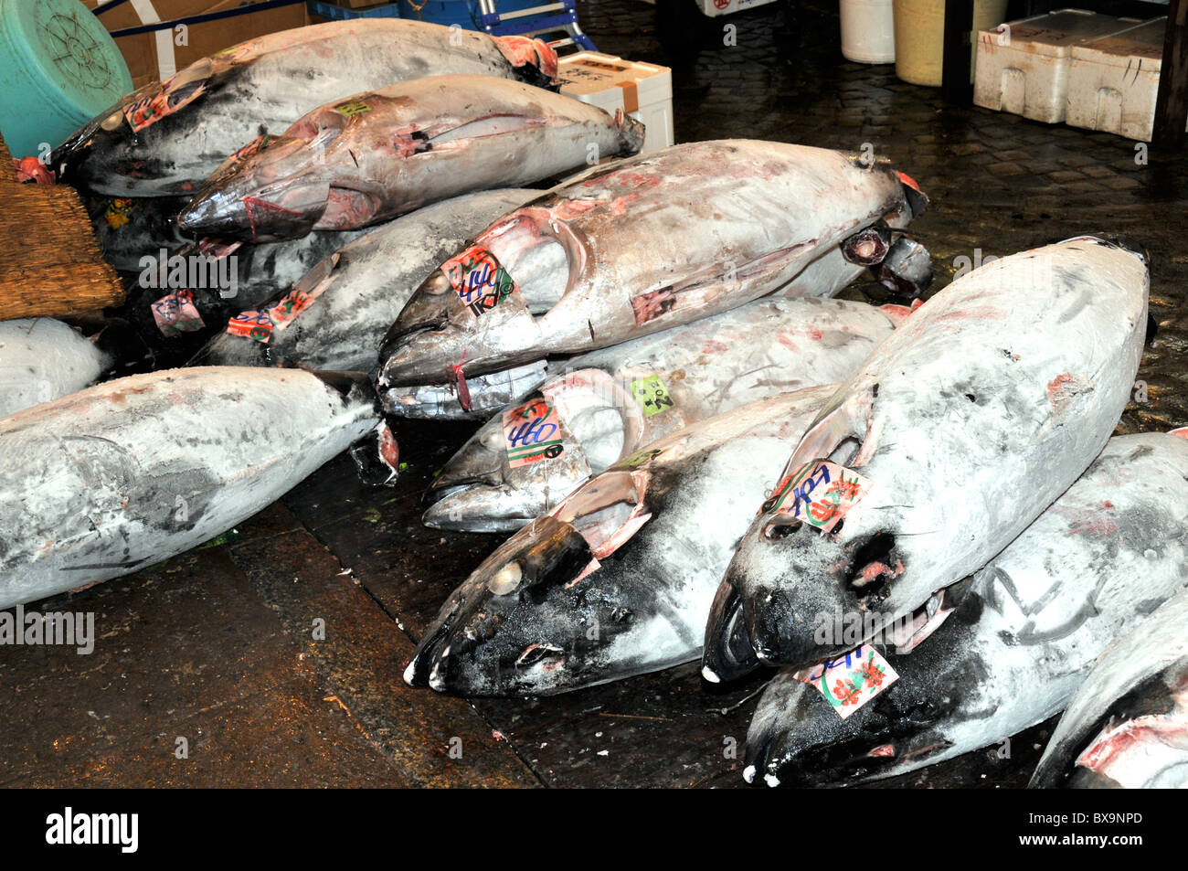 frozen tuna, Fish market, Tokyo, Japan Stock Photo - Alamy