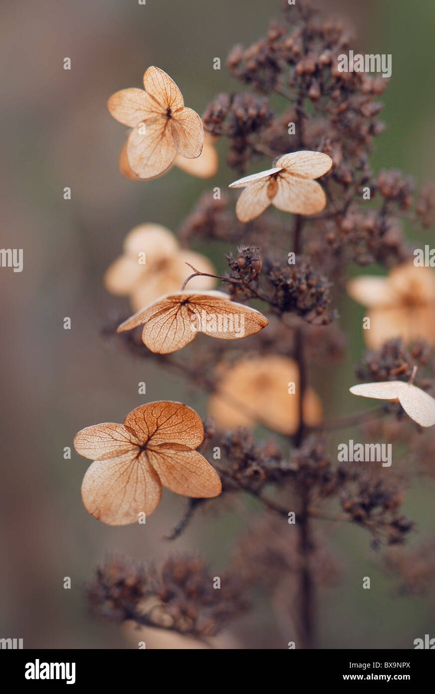 A single hydrangea flower head in winter Stock Photo - Alamy