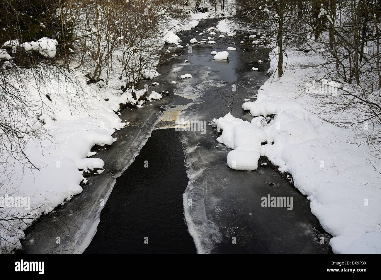 Longformacus hi-res stock photography and images - Alamy