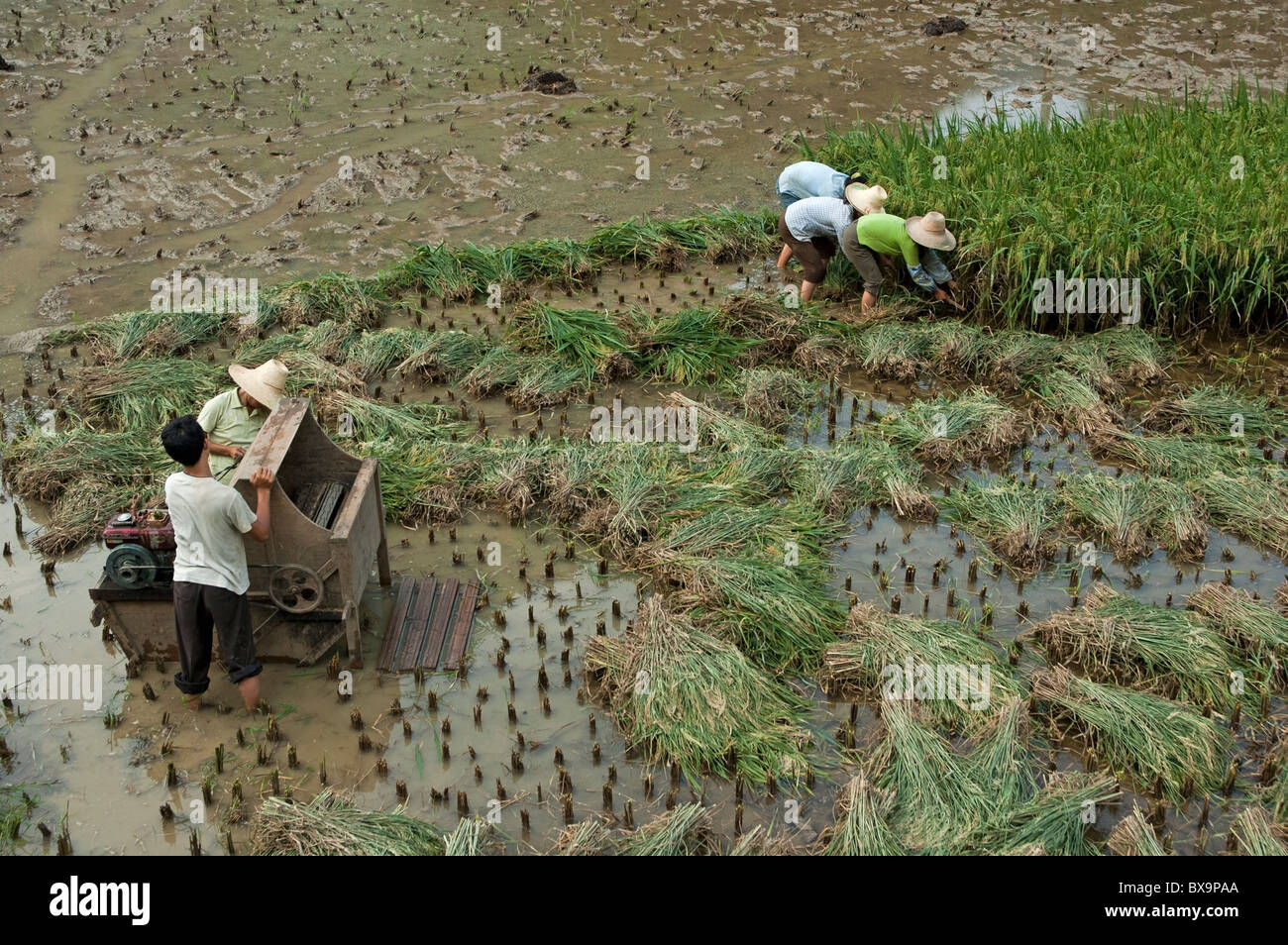 Rice fields china workers hi-res stock photography and images - Alamy