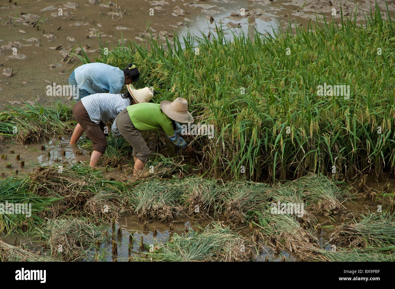 China rice paddy workers hi-res stock photography and images - Alamy