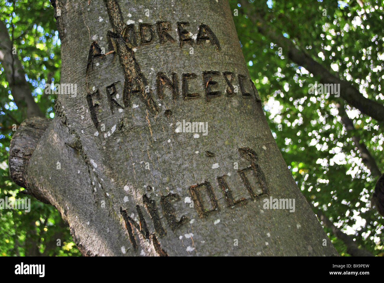 engraving the names of people on tree Stock Photo - Alamy