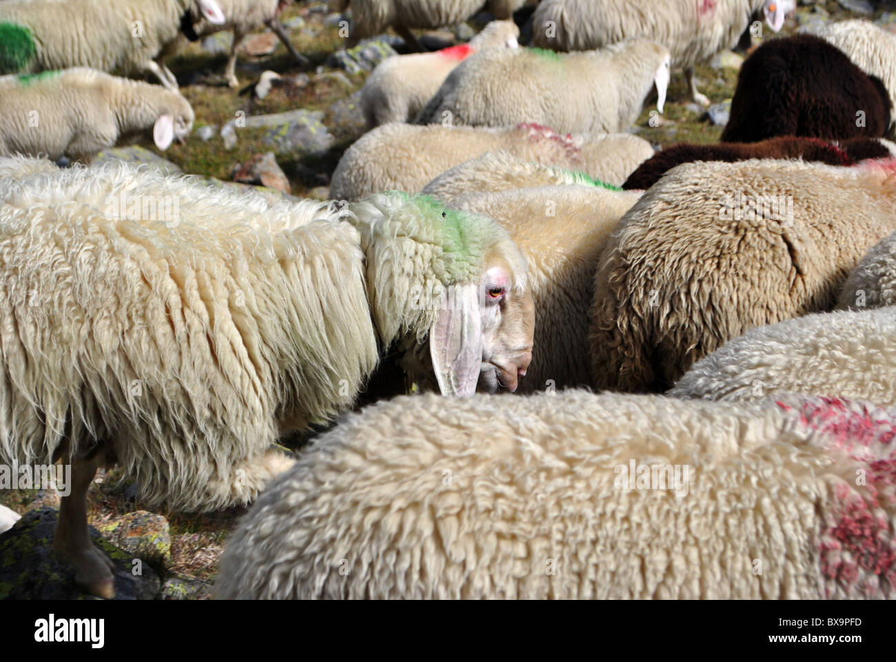 passage of sheep on the mountains at high altitude Stock Photo - Alamy