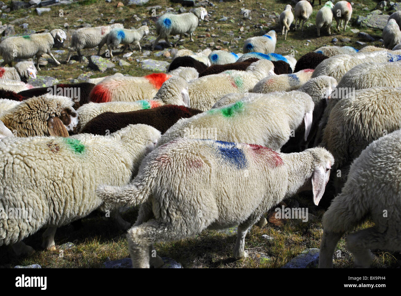 Traditional sheep homecomming procession in Val Senales Stock Photo - Alamy