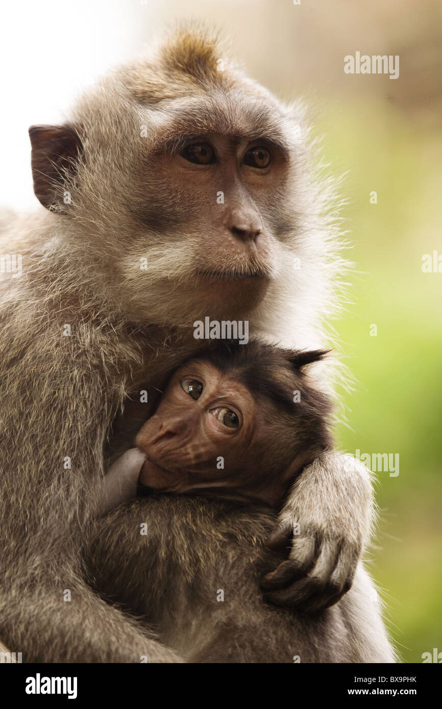 mother and child monkey Stock Photo - Alamy