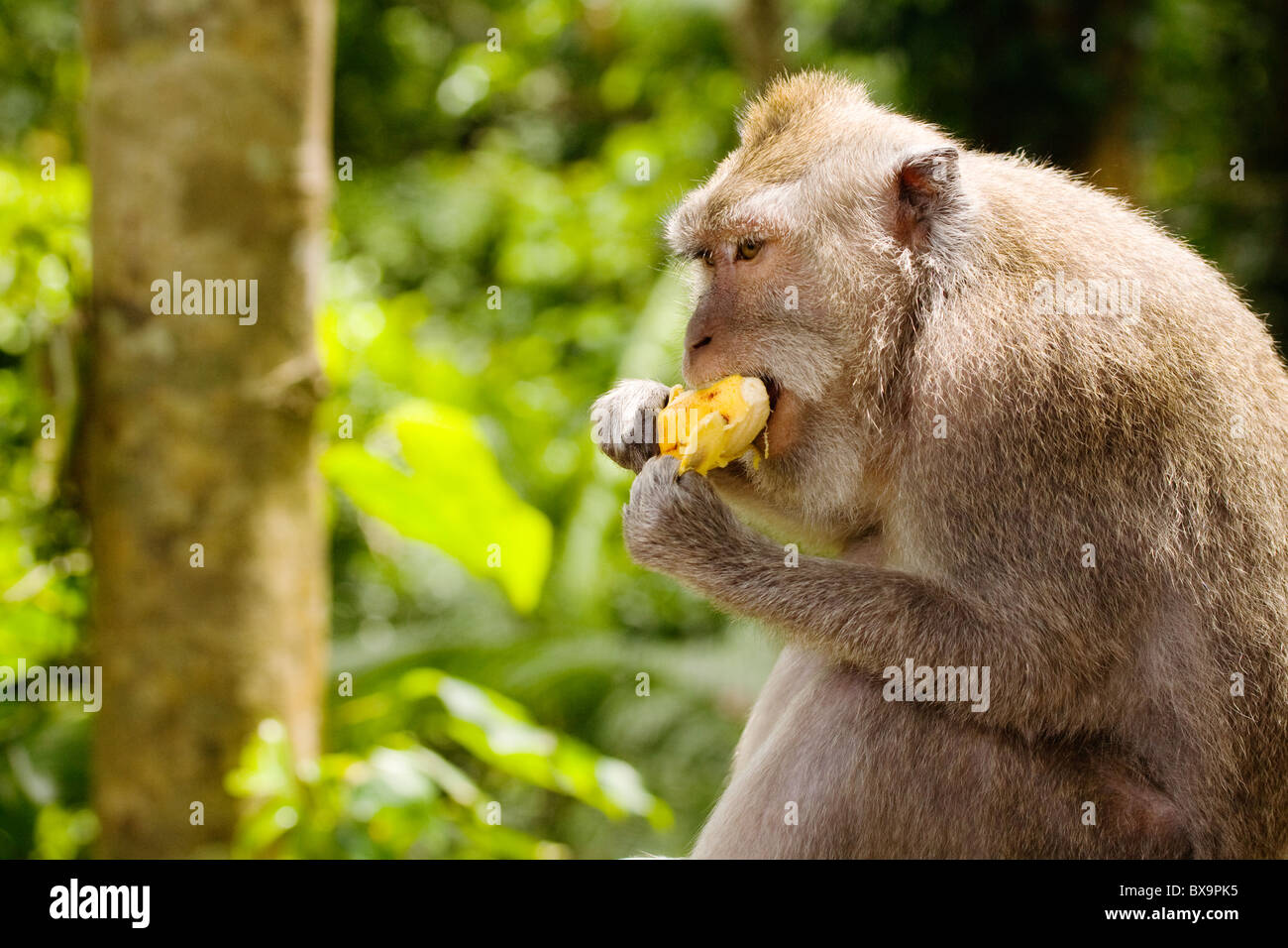 monkey eating a bananas Stock Photo - Alamy