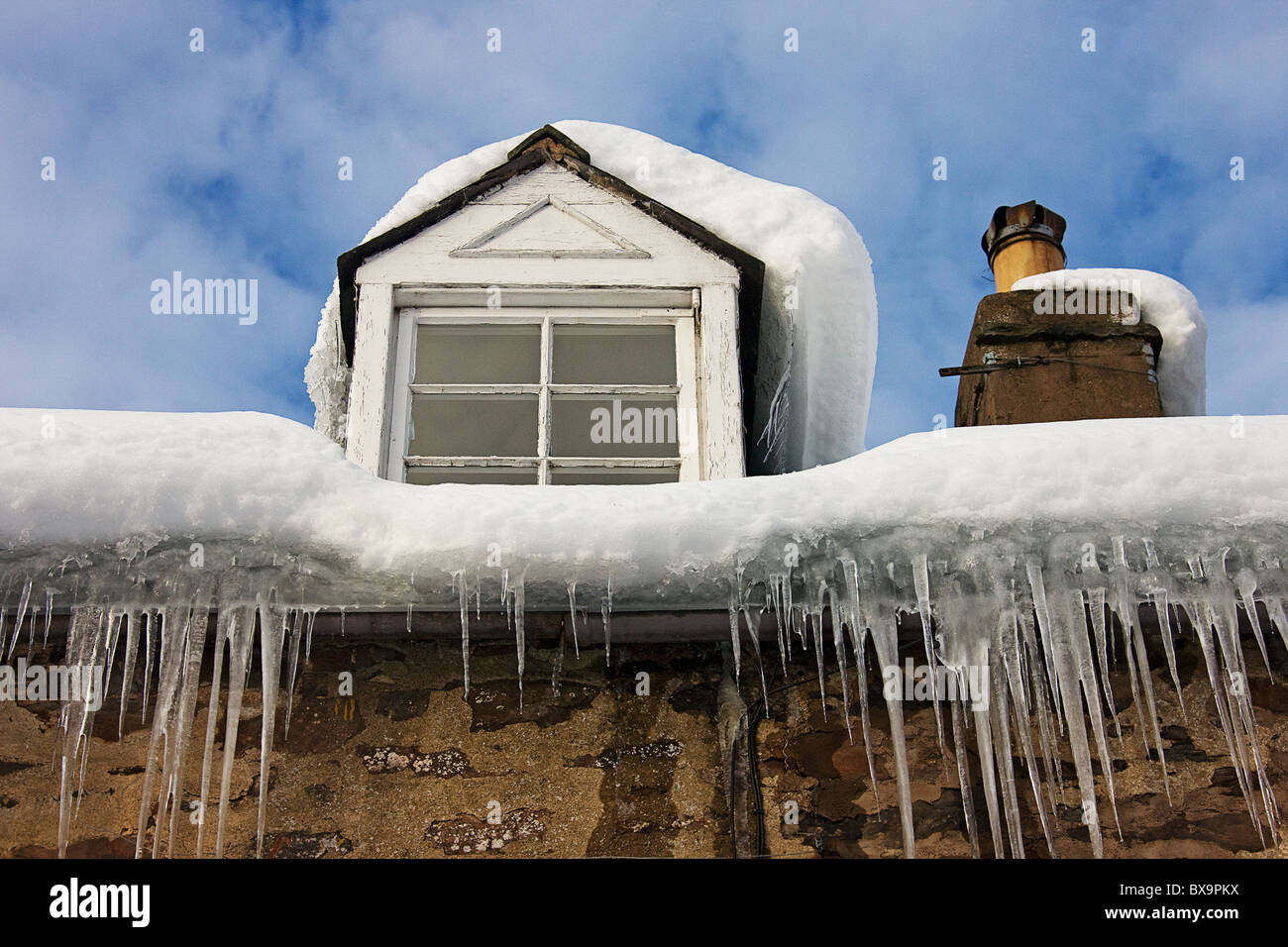 Longformacus hi-res stock photography and images - Alamy