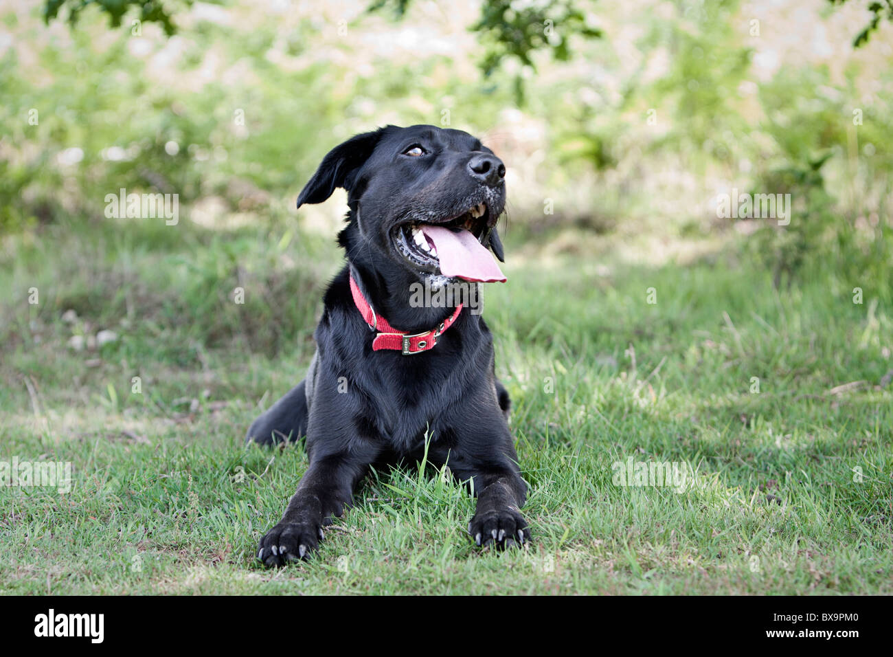 Shot of a Pretty Black Labrador Lying Down in the Grass Stock Photo - Alamy