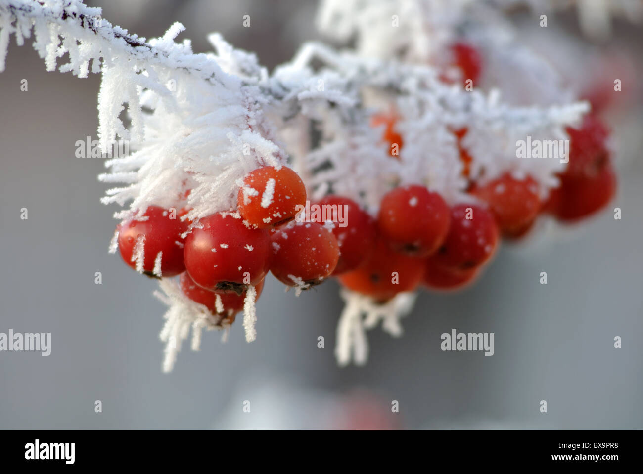 Red berries frost tree hi-res stock photography and images - Alamy