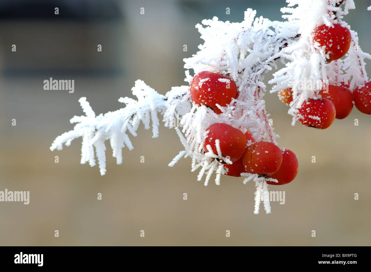Red berries frost tree hi-res stock photography and images - Alamy