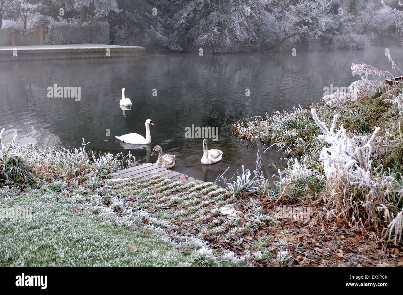 Winter river swimming hi-res stock photography and images - Alamy