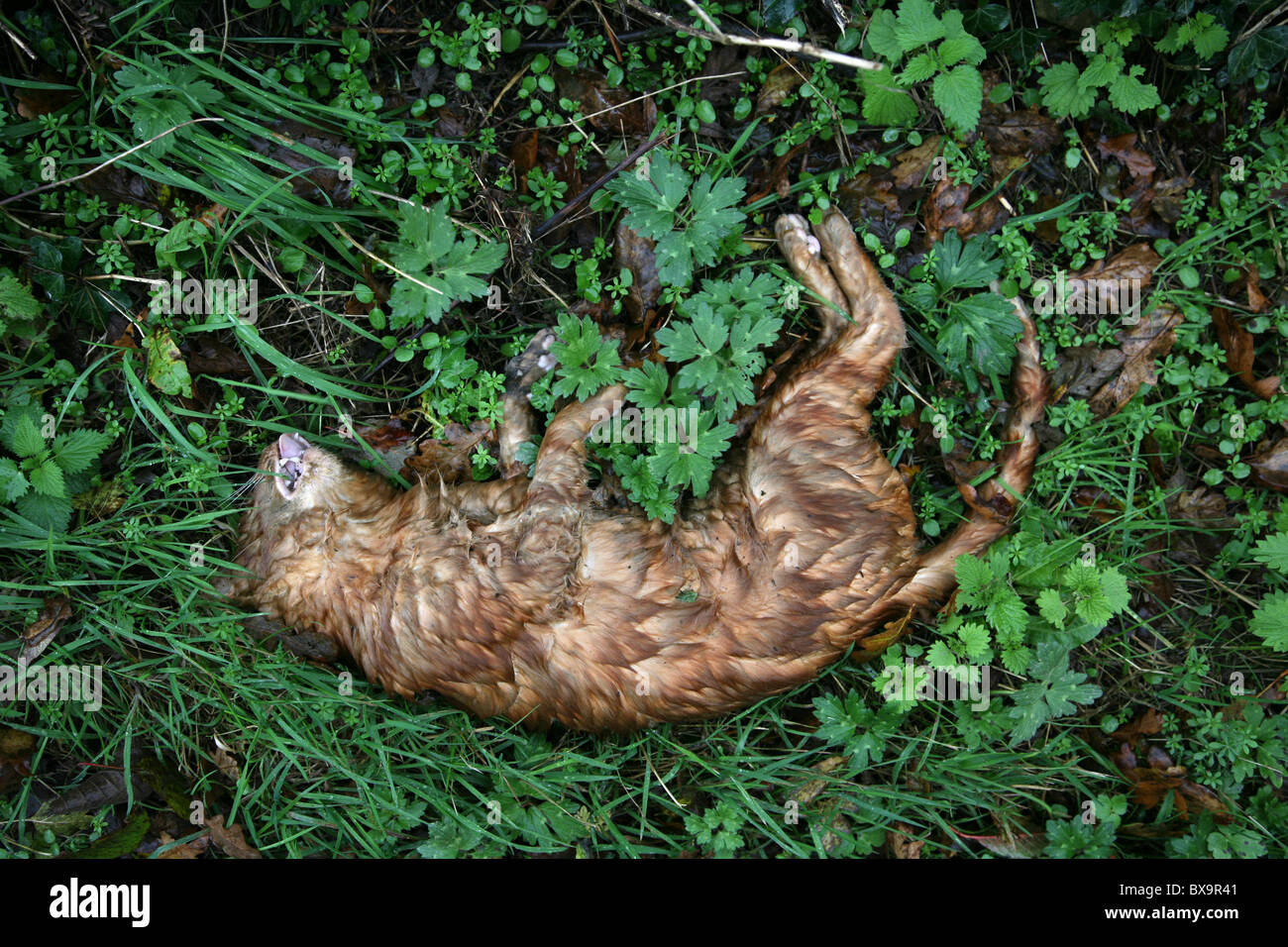 Dead ginger cat Stock Photo - Alamy