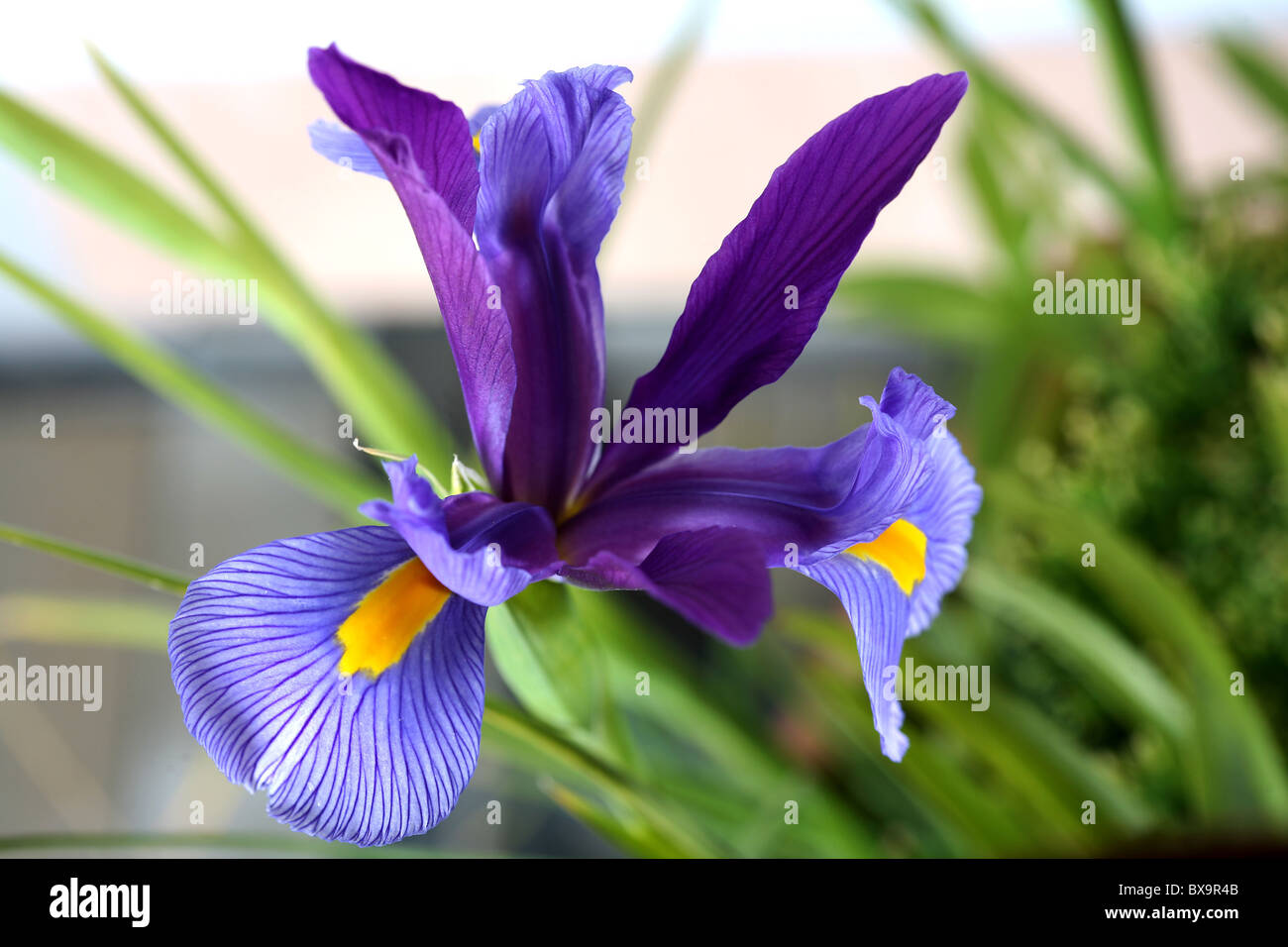Iris persica hi-res stock photography and images - Alamy