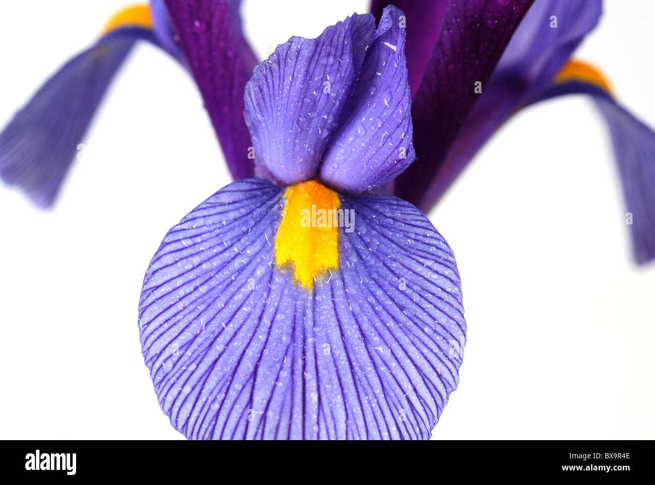 Iris persica hi-res stock photography and images - Alamy
