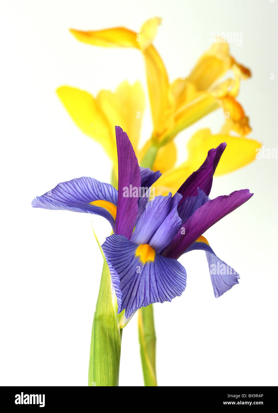 Cluster of irises hi-res stock photography and images - Alamy