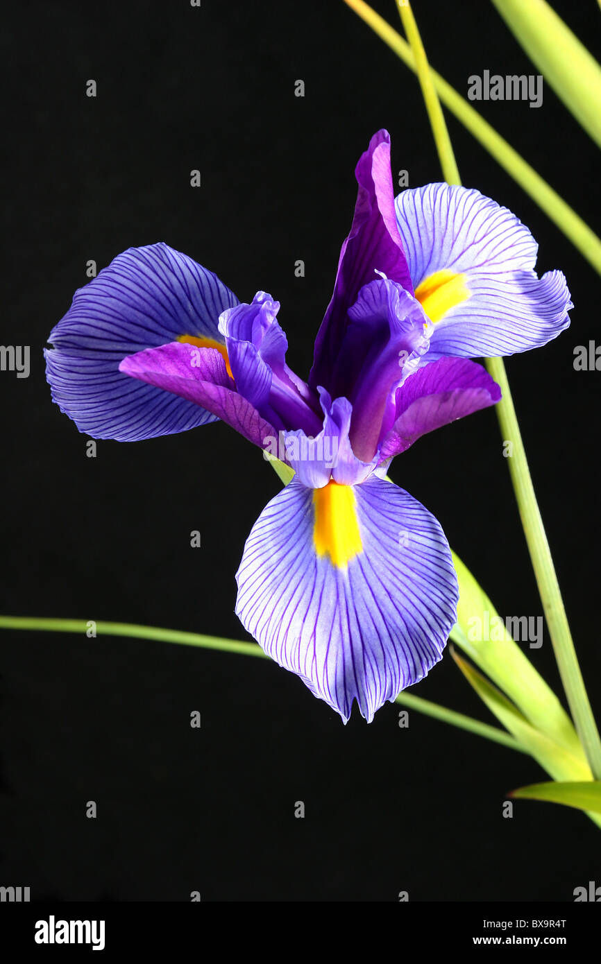 Irises colour hi-res stock photography and images - Alamy