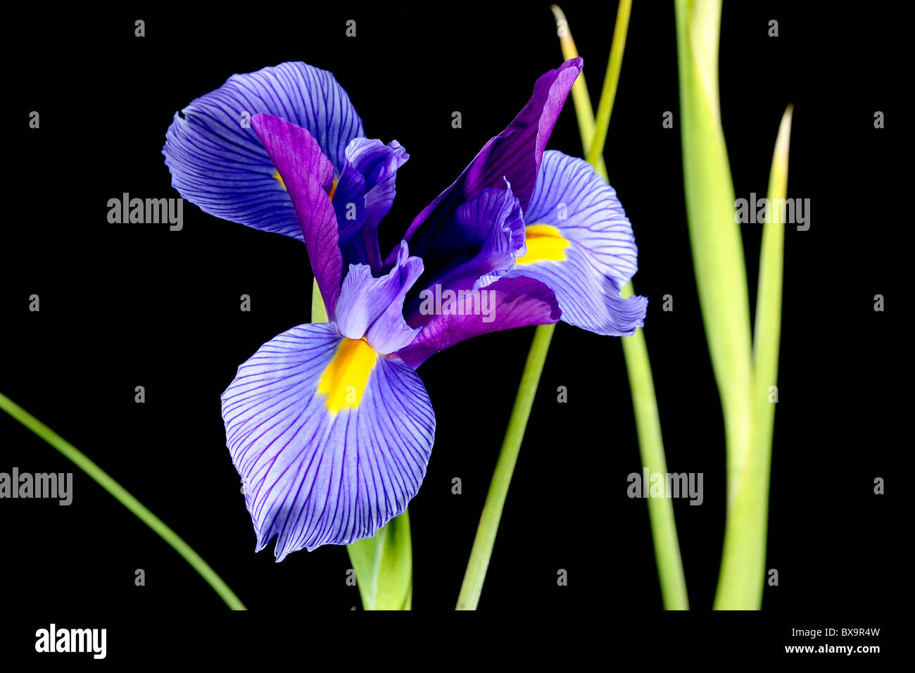 Iris persica hi-res stock photography and images - Alamy
