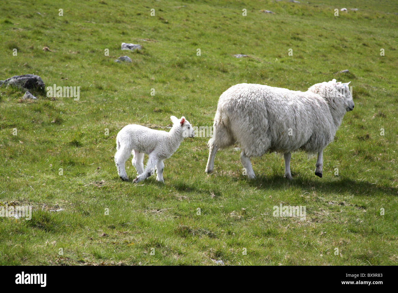 Scared sheep and lamb hi-res stock photography and images - Alamy