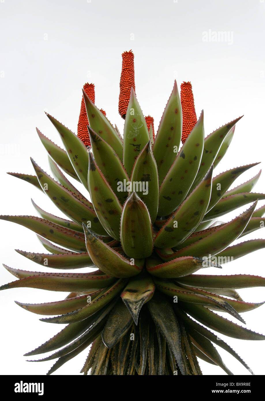 Metal leaf statue hi-res stock photography and images - Alamy