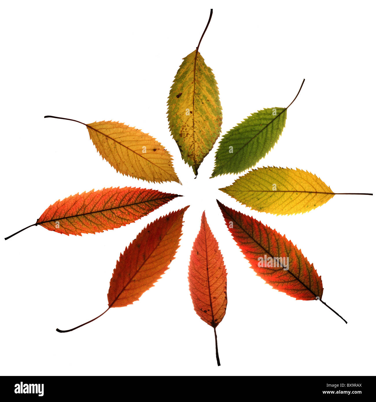 Scale leaves Cut Out Stock Images & Pictures - Alamy