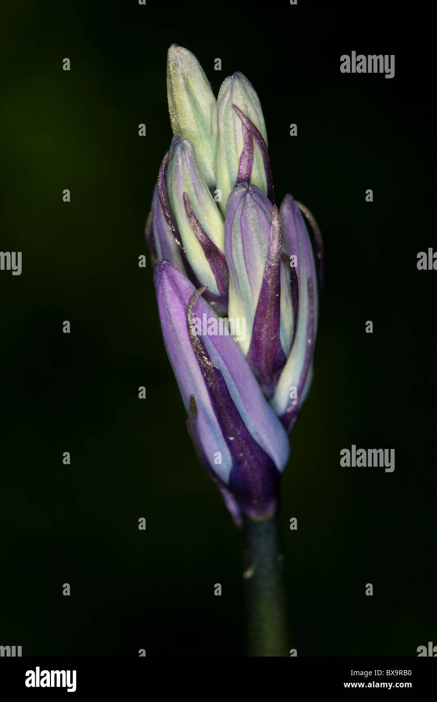 Flourish Batten High Resolution Stock Photography and Images - Alamy