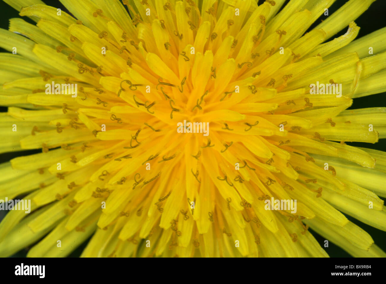 Flourish batten hi-res stock photography and images - Alamy