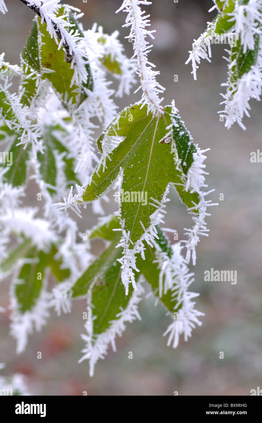 Hoar frost on leaf hi-res stock photography and images - Alamy
