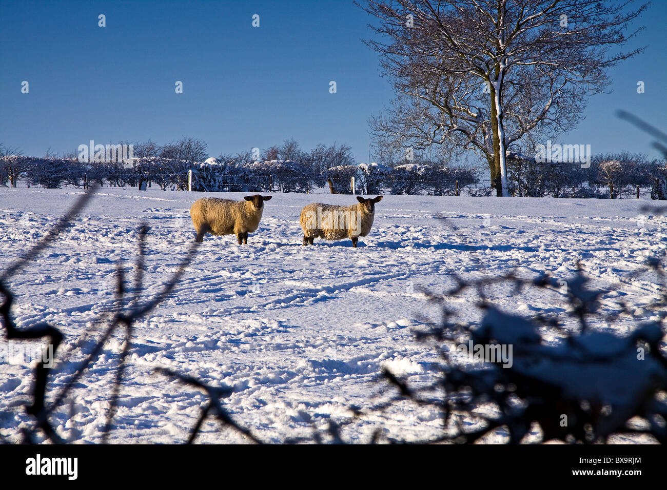 Wolds Winter Wonderland sheep at Raithby Stock Photo - Alamy