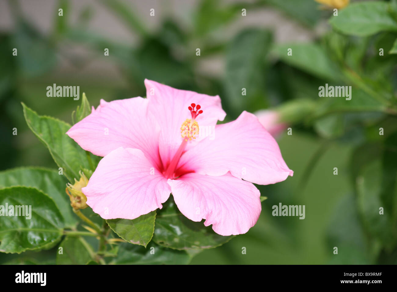 Pink hibiscus in Thailand Stock Photo - Alamy