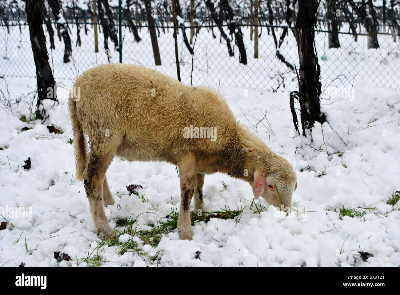 sheep in the cold winter in the snow Stock Photo - Alamy