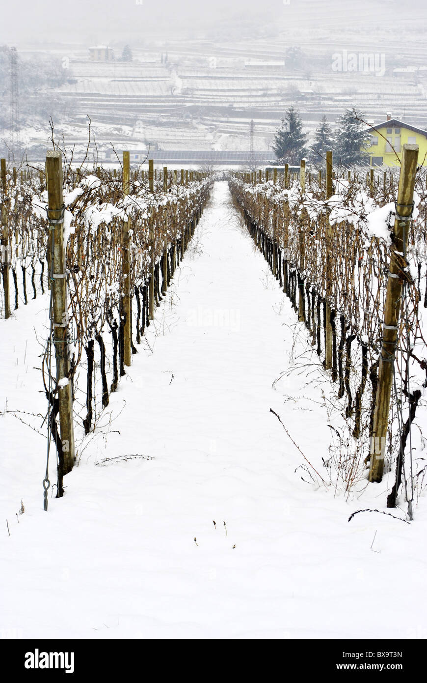 Snow covered branches grape hi-res stock photography and images - Alamy