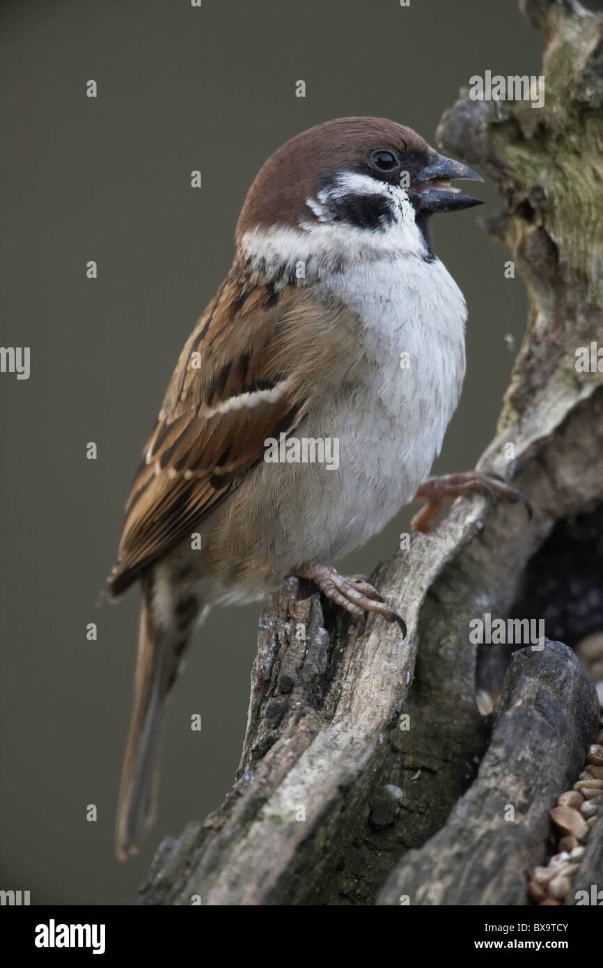 Eurasian Tree Sparrow, Passer montanus East Yorkshire, UK Stock Photo ...