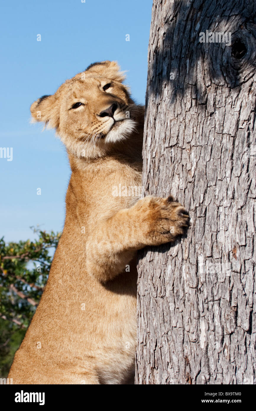 A lion climbs a tree in the Zambian bush Stock Photo - Alamy