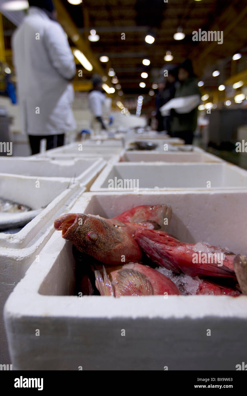 fish on display for sale,Billingsgate fish market;London Stock Photo ...
