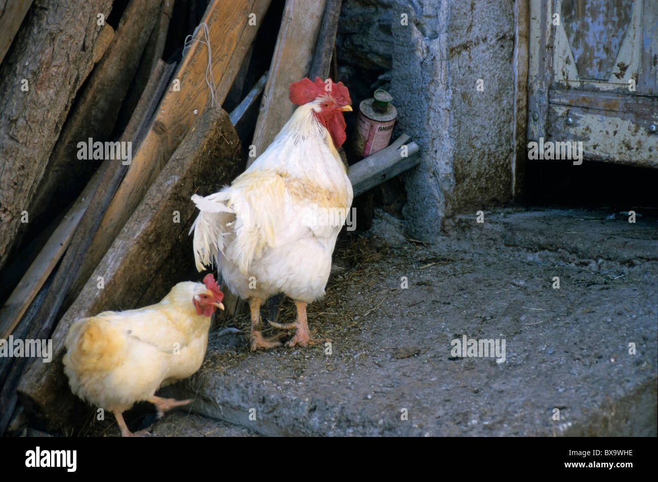 One cock and one hen foraging for food in Saint-Veran in the French ...
