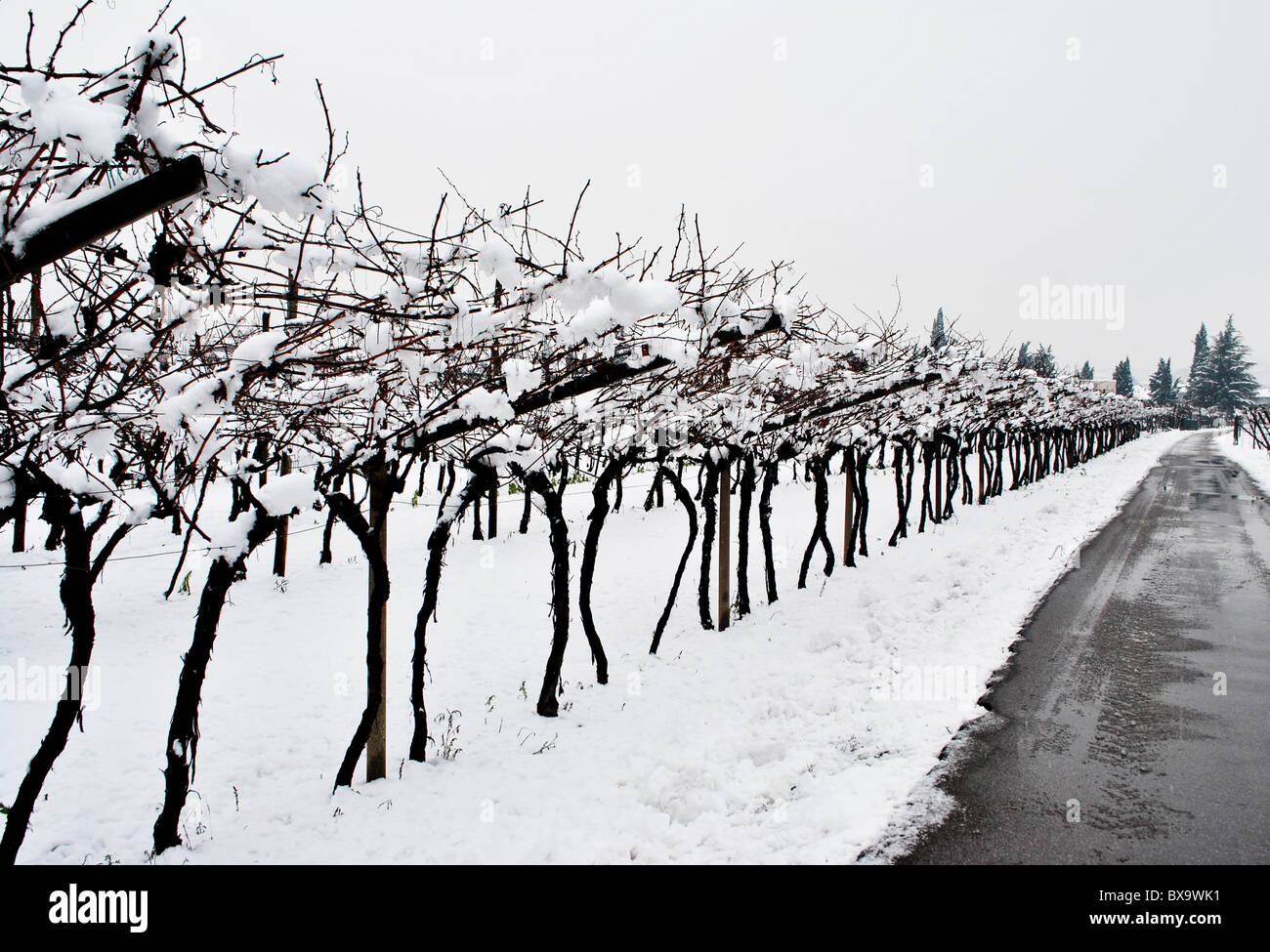 vineyard in winter the snow-covered Stock Photo - Alamy