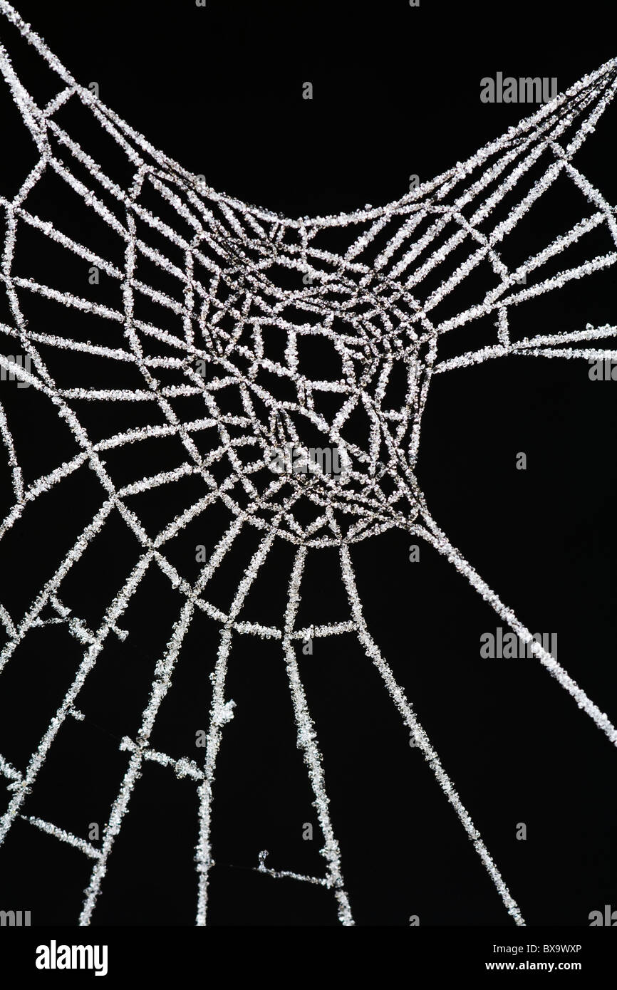 Frost spiders web hi-res stock photography and images - Alamy
