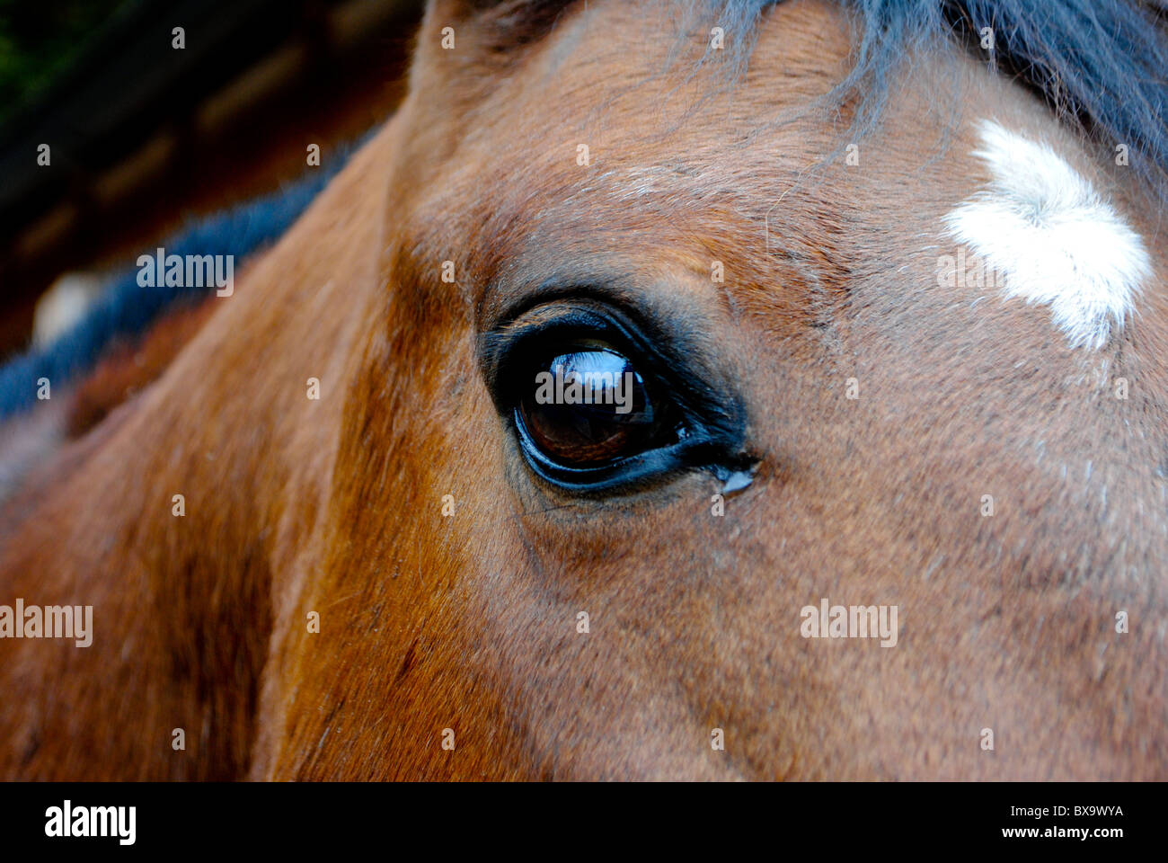 eye of horse curious and sincere Stock Photo - Alamy