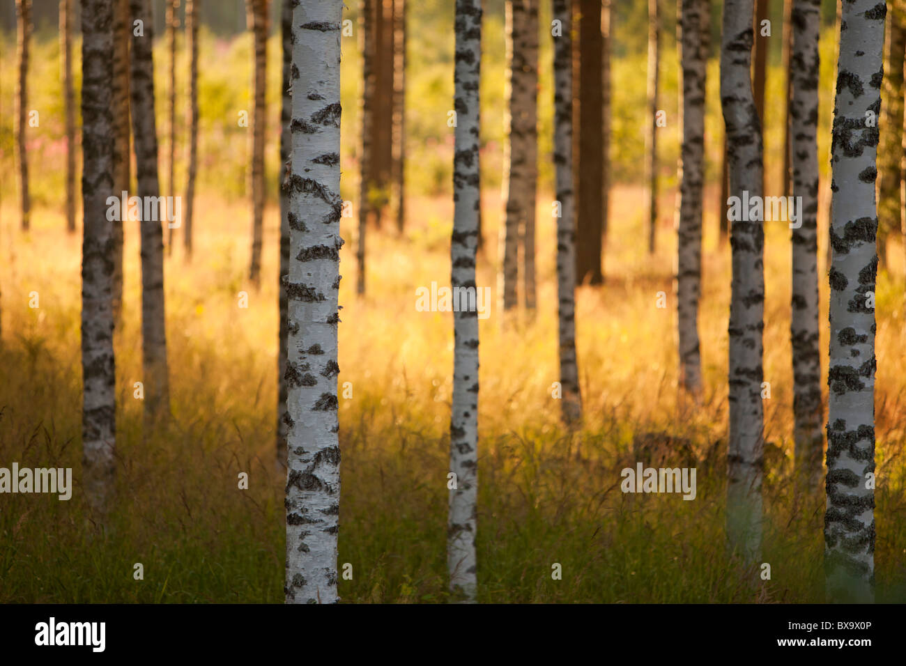 Birch interval hi-res stock photography and images - Alamy
