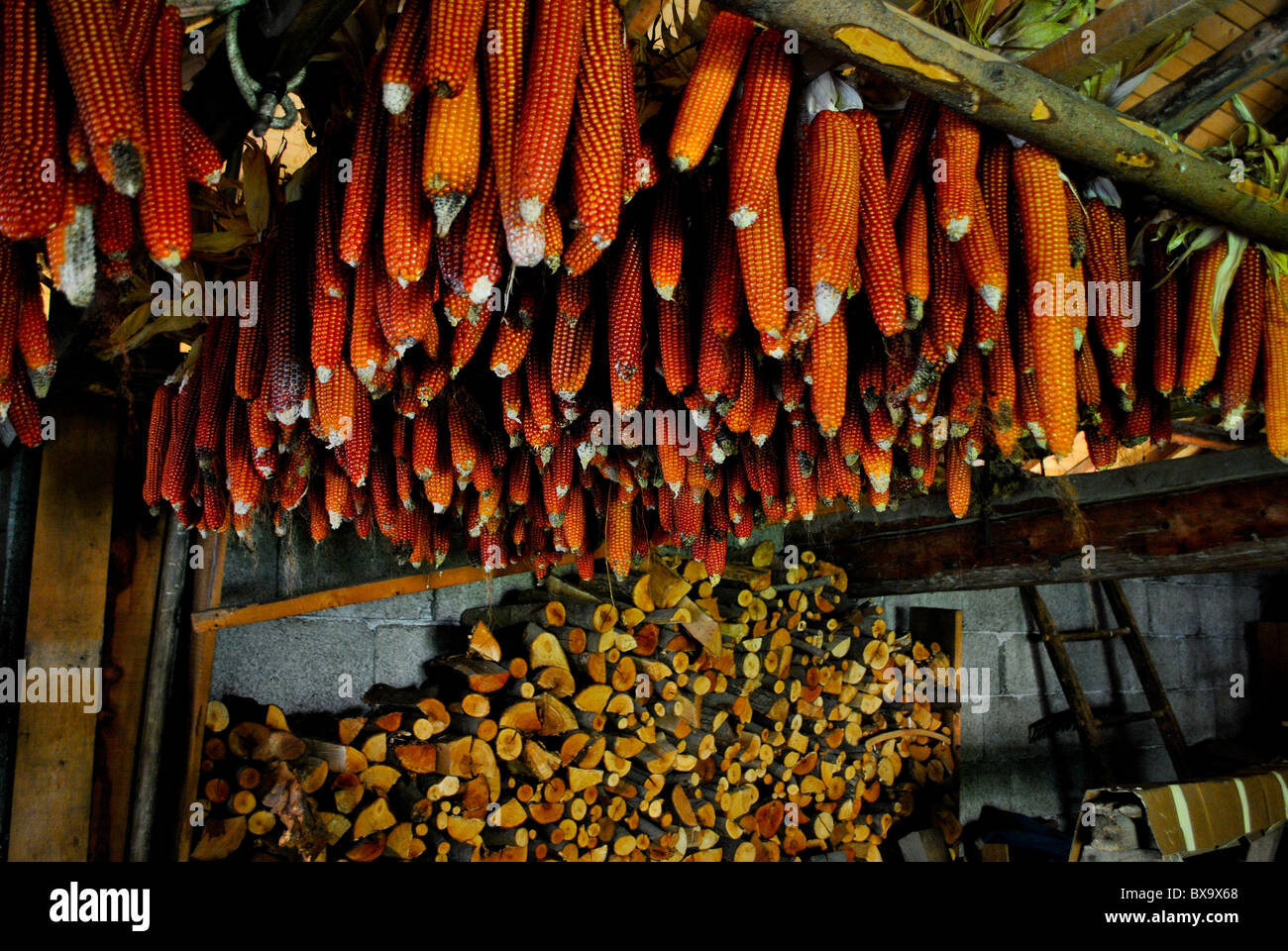 cobs of corn red and yellow dry under the roof Stock Photo - Alamy