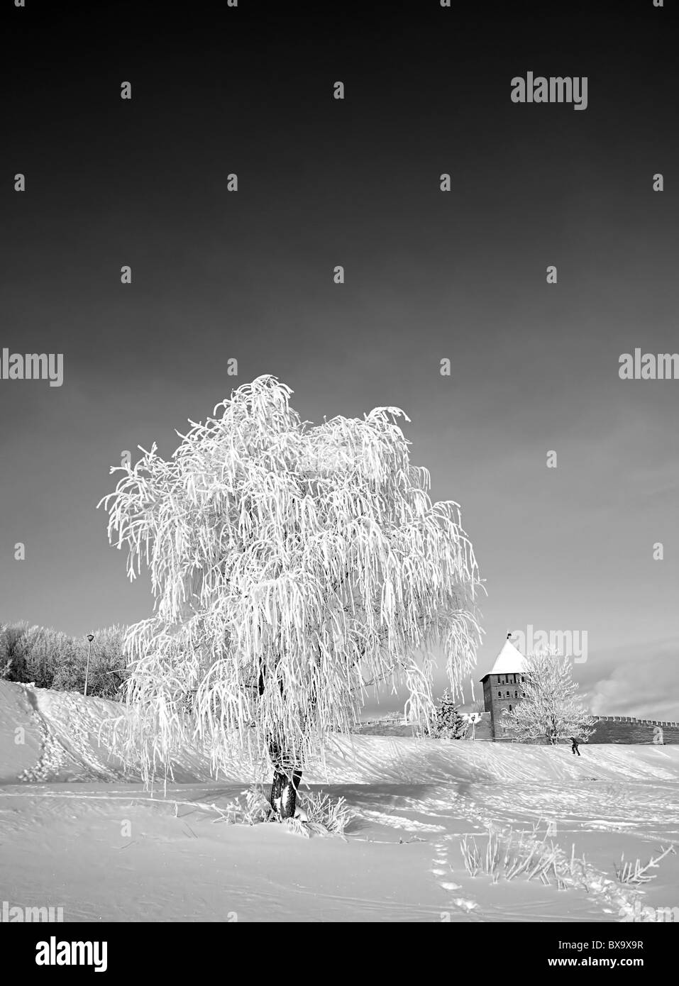 tree in snow Stock Photo - Alamy