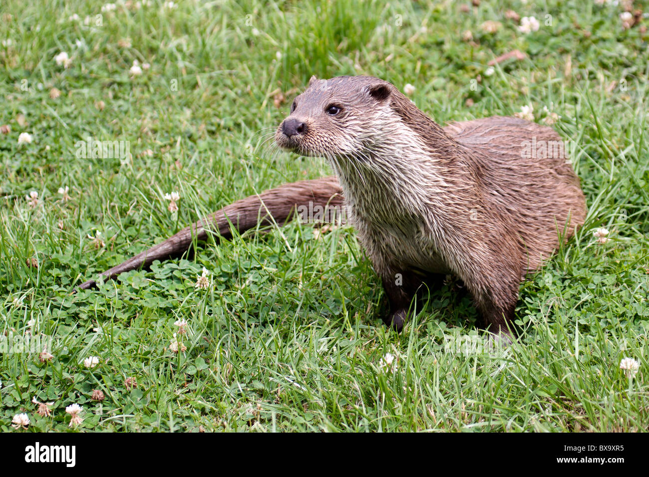 Grey otter hi-res stock photography and images - Alamy