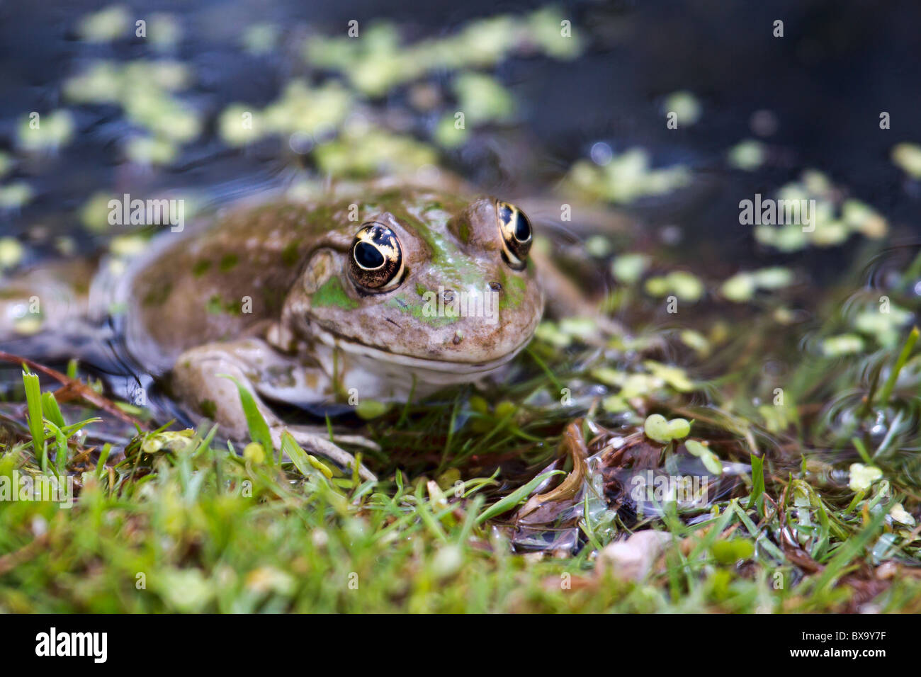 Sunlit frog hi-res stock photography and images - Alamy