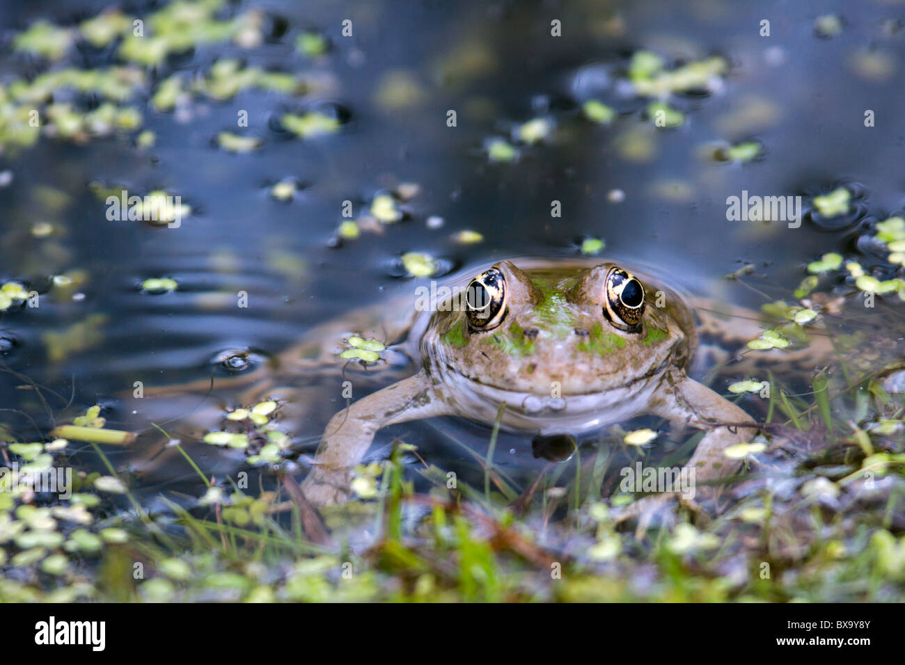 British isles frog hi-res stock photography and images - Alamy