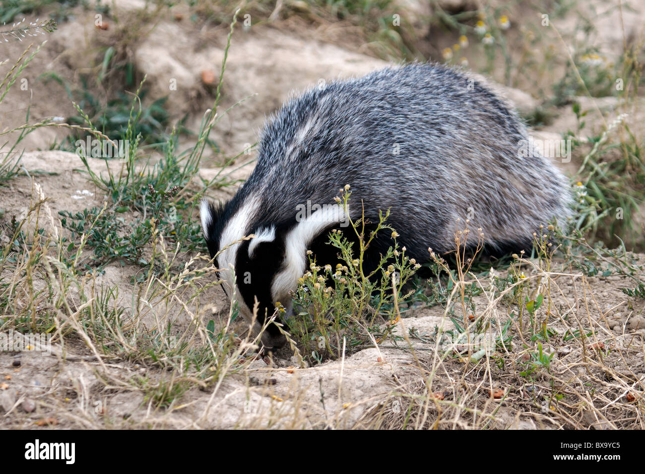 Badger spring uk hi-res stock photography and images - Alamy
