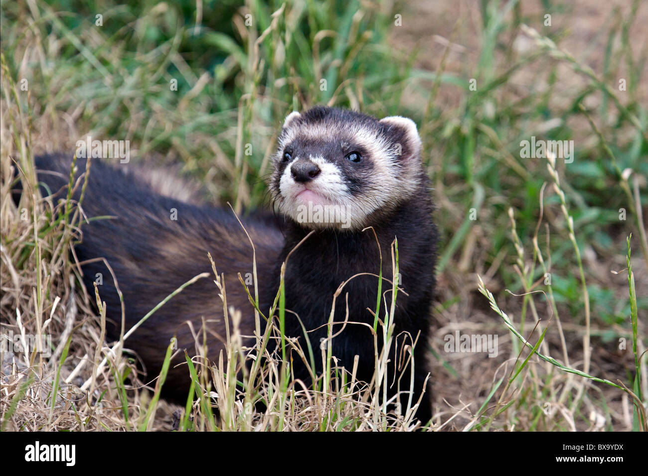 Polecat coloured hi-res stock photography and images - Alamy
