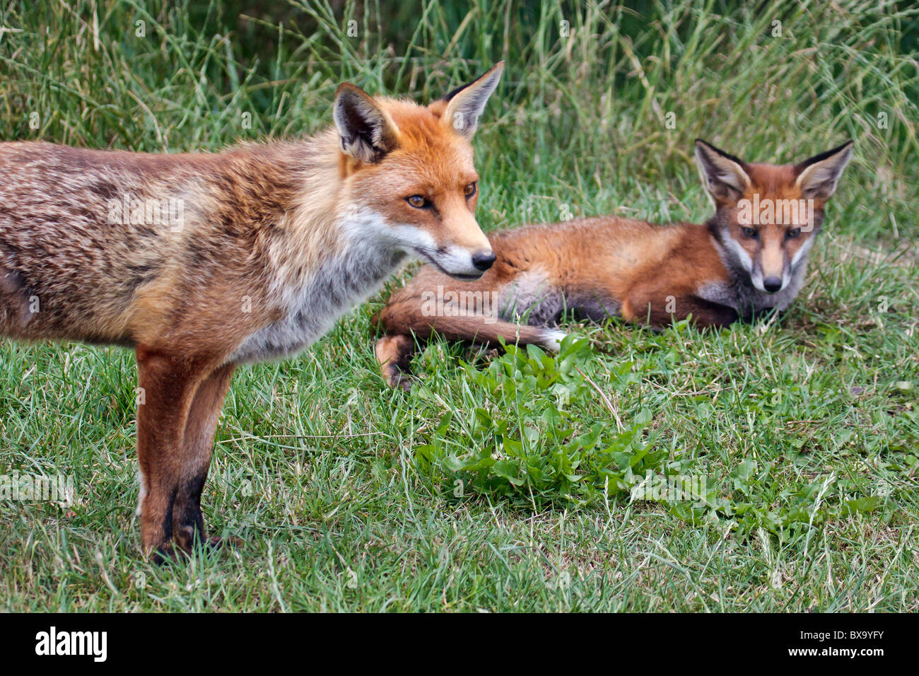 Two foxes adult hi-res stock photography and images - Alamy