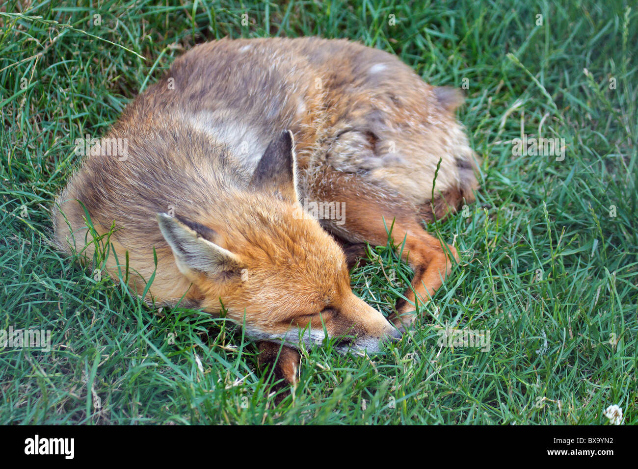 Fox asleep in the grass Stock Photo - Alamy