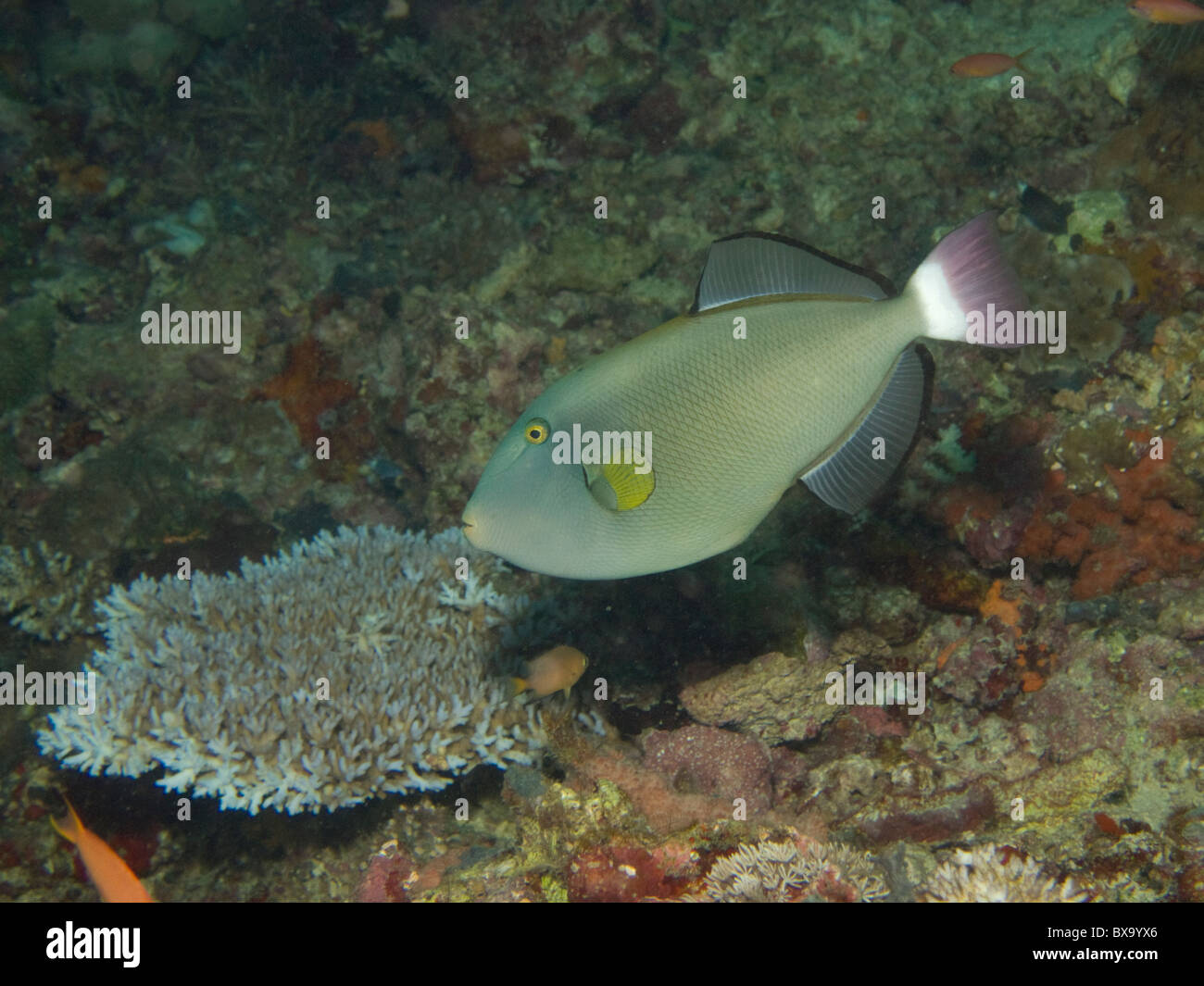 Borneo sea hi-res stock photography and images - Alamy