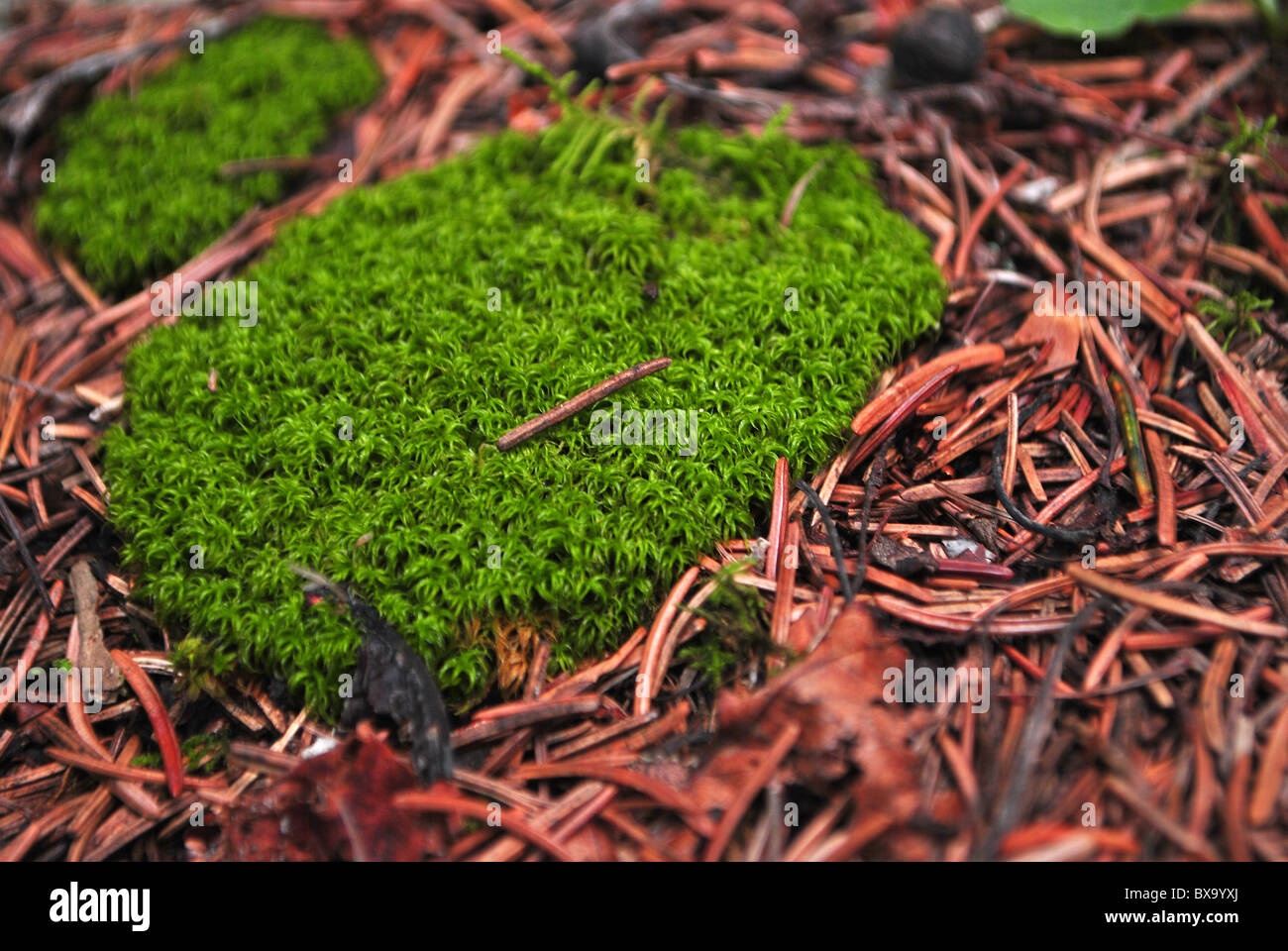 Moss bush hi-res stock photography and images - Alamy